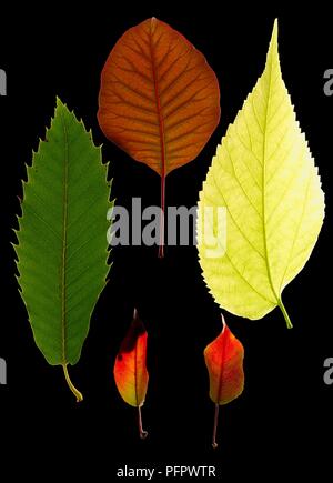 Background of red or brown leaves on a tree. Autumn background Stock ...