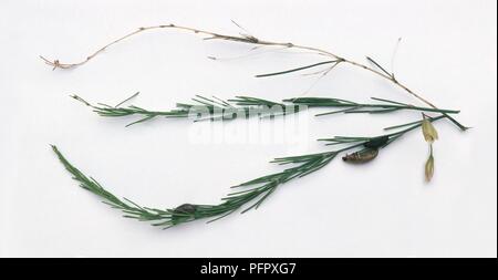 Common Asparagus Beetle Larvae - Crioceris asparagi Stock Photo - Alamy