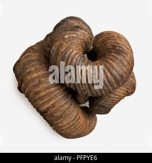 Nipponites mirabilis (Ammonite) twisted into coiling shape, late ...