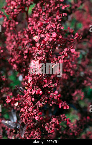 Atriplex hortensis - 'Rubra' - Red Orach ANN082785 Stock Photo - Alamy