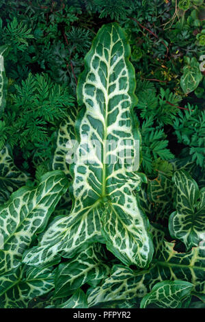 Variegated leaves / foliage of Arum italicum - Italian Lords and Ladies ...