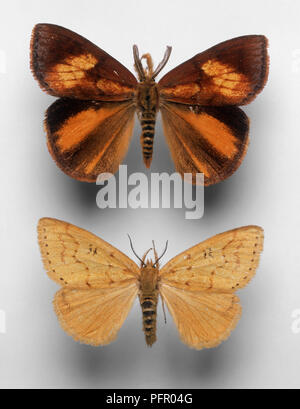 Banded Vapourer (Aroa discalis Stock Photo - Alamy