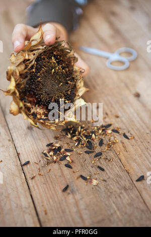 Sunflower flower and sunflower seeds on a wooden blue background Stock ...
