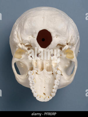 Inferior view of human skull anatomy Stock Photo: 163616378 - Alamy
