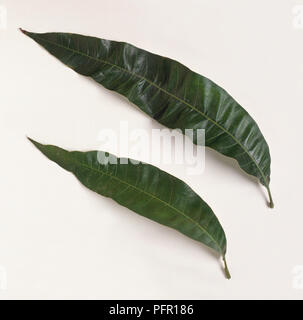 leaves mango on white background, clipping path Stock Photo - Alamy