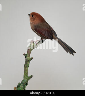 Vinous-throated Parrotbill (Paradoxornis webbianus fulvicauda) adult ...