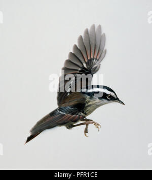 Red-tailed Minla (Minla ignotincta ) in flight with its wings fanned ...