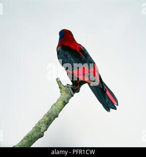 Black-winged Lory Eos cyanogenia Stock Photo - Alamy
