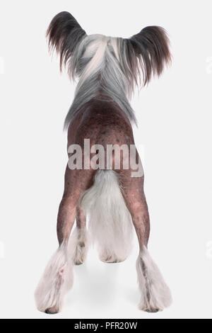 Rear view of Chinese Crested dog looking at camera against white ...