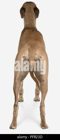 rear view of whippet dog Stock Photo - Alamy