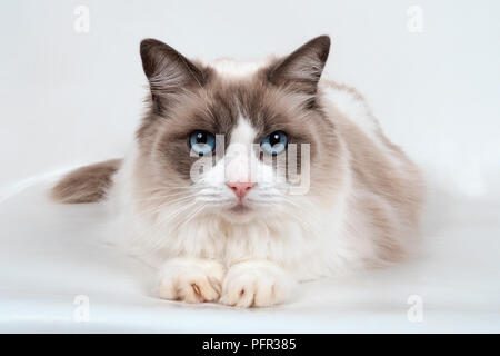 Ragdoll Cat with Blue Eyes Looking at Camera Stock Photo - Alamy