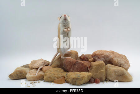 Pallid gerbil (Gerbillus perpallidus) on hind legs, front view Stock ...