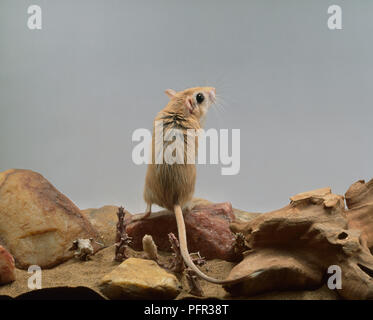 Pallid gerbil (Gerbillus perpallidus) on hind legs, front view Stock ...