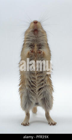 GERBIL standing on hind legs Stock Photo - Alamy