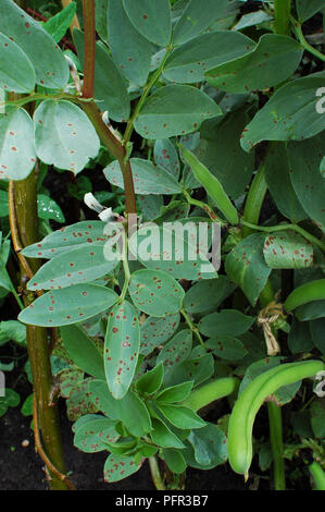 Chocolate Spot Fungus on Broad Bean crop in the vegatable garden Stock ...