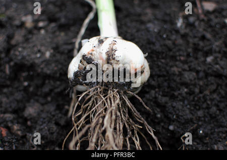 Onion damaged by fungal disease caused by Fusarium oxysporum. It causes ...