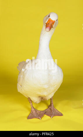Head Shot of Goose Stock Photo - Alamy