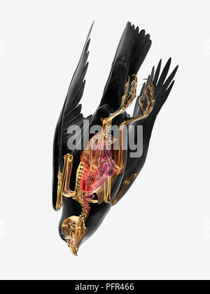 Peregrine falcon (Falco peregrinus) skeleton. These birds of prey ...