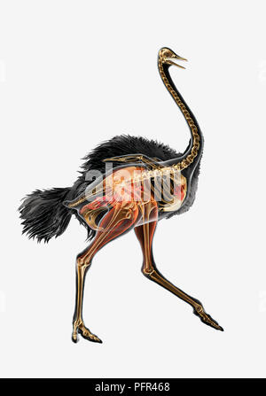 skeleton of ostrich Stock Photo - Alamy