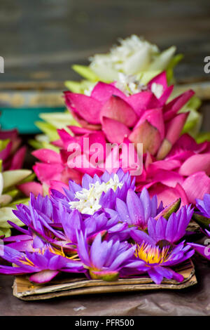Central Province, Flowers for Offering, Kandy, Sri Lanka Stock Photo ...