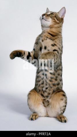 CAT ON ITS HAUNCHES Stock Photo - Alamy