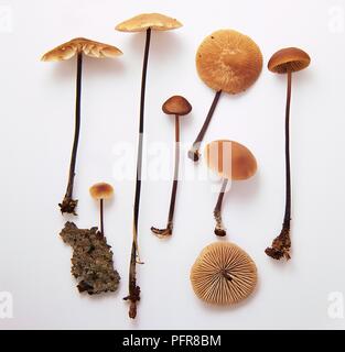 Garlic Parachute (Marasmius alliaceus Stock Photo - Alamy