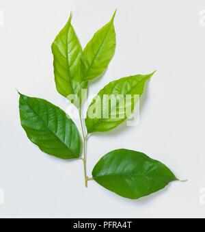 Gum benjamin tree, Styrax benzoin (Benzoin officinale). Handcoloured ...