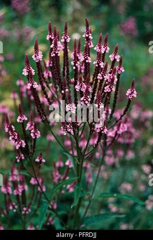 Verbena hastata rosea,pink,flower,flowers,flowering,garden,gardens ...