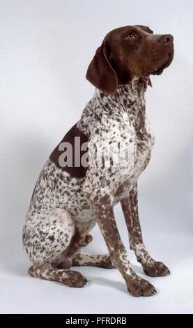 French Pyrenean Pointer Stock Photo - Alamy