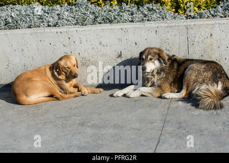 Homeless stray dogis in the street as lonely concept Stock Photo - Alamy