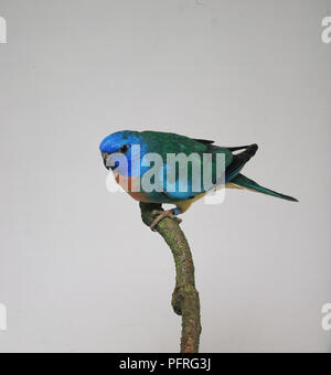 Scarlet chested parrot Neophema splendida Stock Photo - Alamy