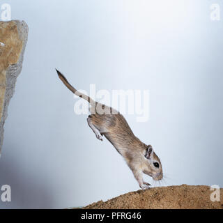 Mongolian Gerbil (Meriones unguiculatus) jumping up from one rock to ...