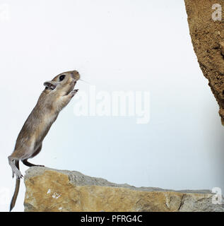 Mongolian gerbil (Meriones unguiculatus) jumping head-down from a rock ...