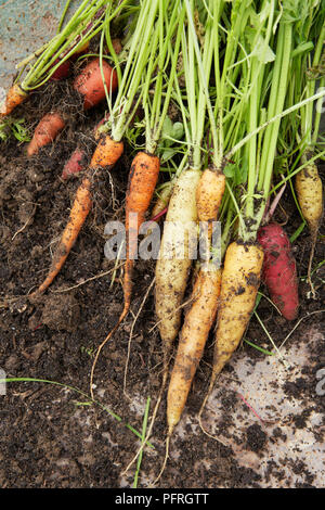 Close up of carrot in a wheelbarrow Stock Photo - Alamy