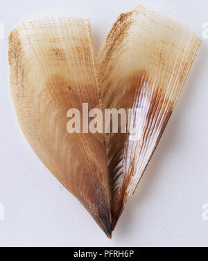 shell of clam mollusk close up isolated on white background Stock Photo ...