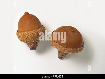 Quercus phellos acorns Stock Photo - Alamy