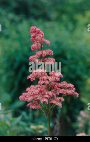 Close-up of rodgersia "Pinnata Stock Photo - Alamy