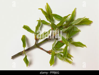 Acer buergerianum (Trident maple), branch tip with three lobed and toothed green leaves and ...