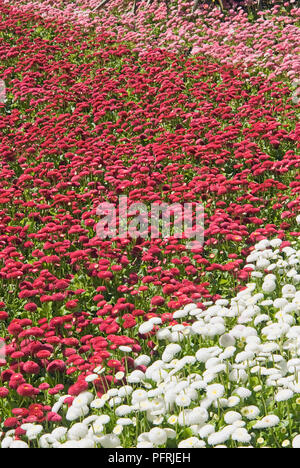 close up view of pink flowers on branches of cherry blossom tree Stock ...