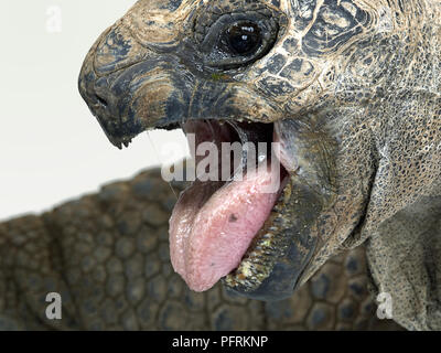 Tortoise sticking out its tongue Stock Photo - Alamy