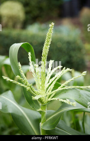 Male Flowers Zea Mays Stock Photo: 80164544 - Alamy