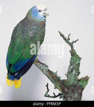 Rear view of a St Vincent Amazon Parrot, Amazona guildingii, Green ...
