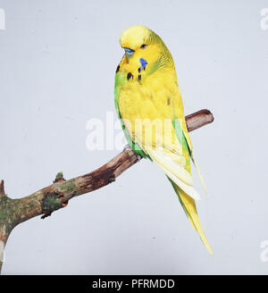 LIGHT GREEN BUDGERIGAR - SIDE VIEW Stock Photo - Alamy