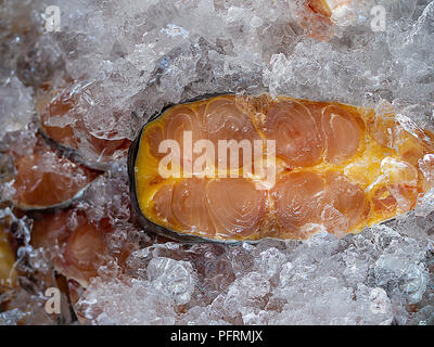 Meat and fish pieces in ice cubes falling against white background ...
