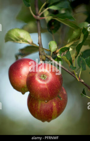 Three apples Malus domestica with red and yellow skin are stacked on a ...