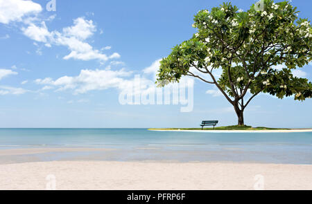 frangipani growing on a tree Stock Photo - Alamy