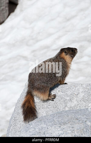 Yellow Bellied Marmot in the High Alpine in the Rocky Mountains Stock ...