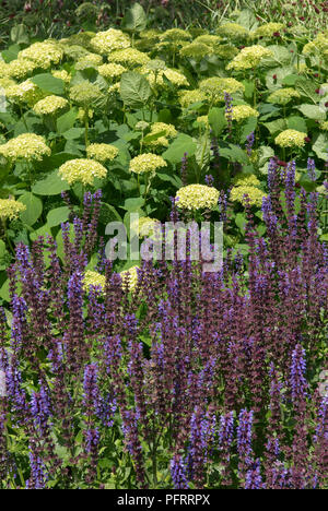 Hydrangea leaves (Hydrangea sp Stock Photo - Alamy