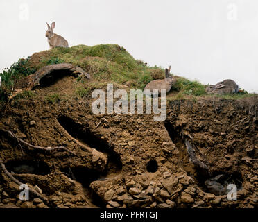 Rabbits Oryctolagus cuniculus Outside Warren Winter Stock Photo - Alamy