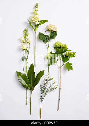 Plants to create presentation sheaf Stock Photo - Alamy